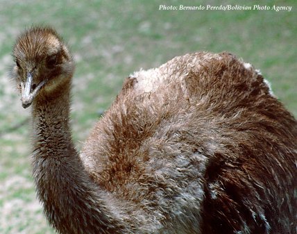 Animales en peligro de extinción en el Perú: Tacna